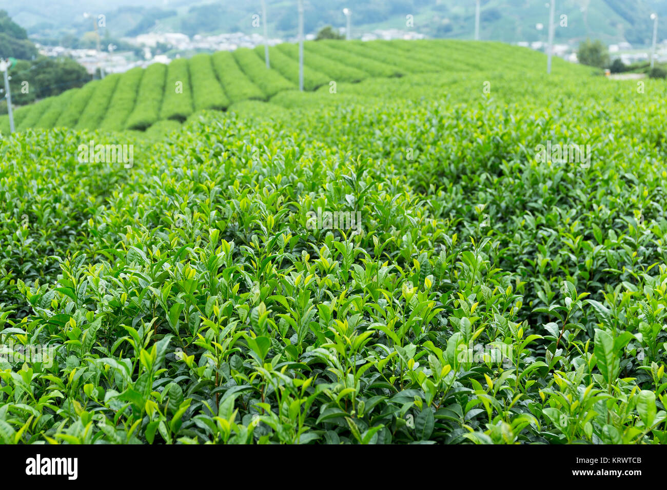 Green Tea farm in Japan Stock Photo - Alamy