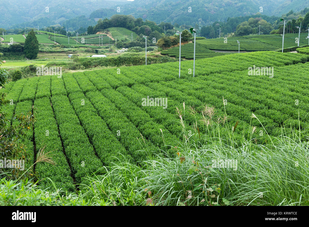Tea Plantation farm Stock Photo - Alamy