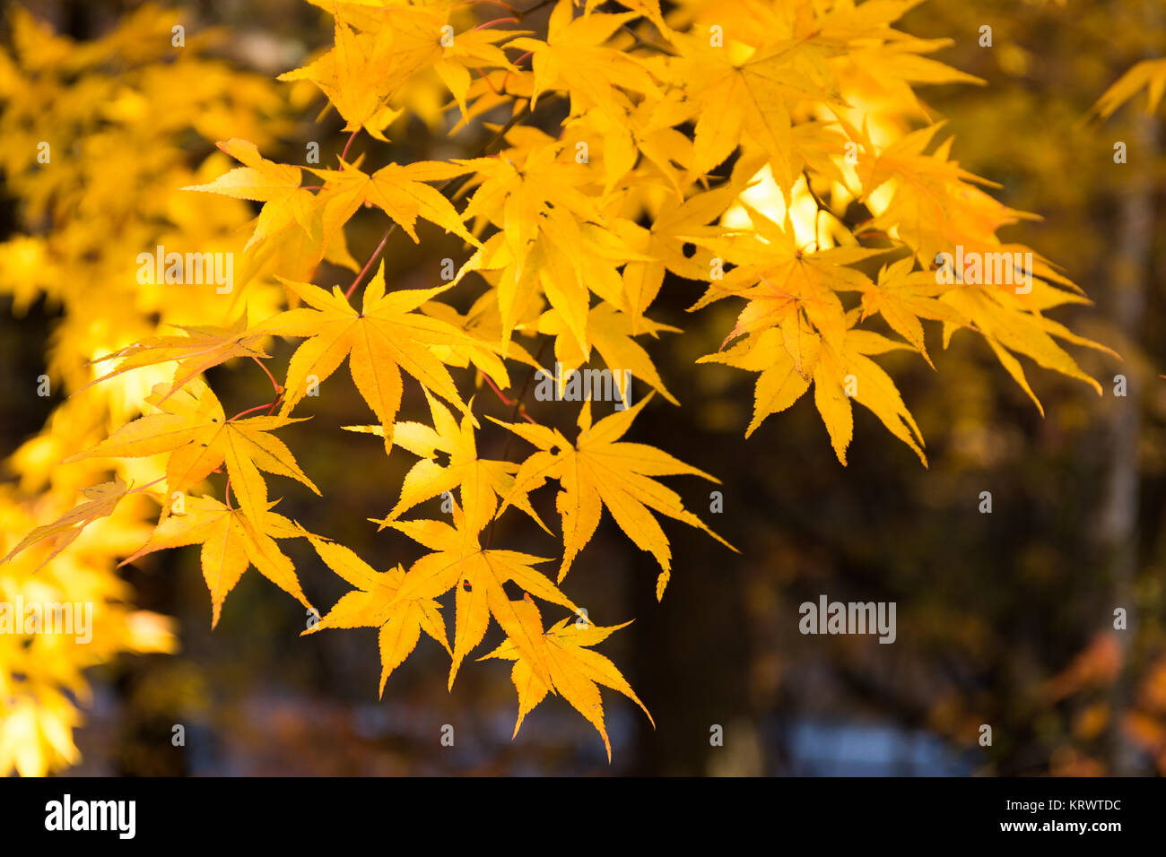 Maple tree in yellow Stock Photo - Alamy