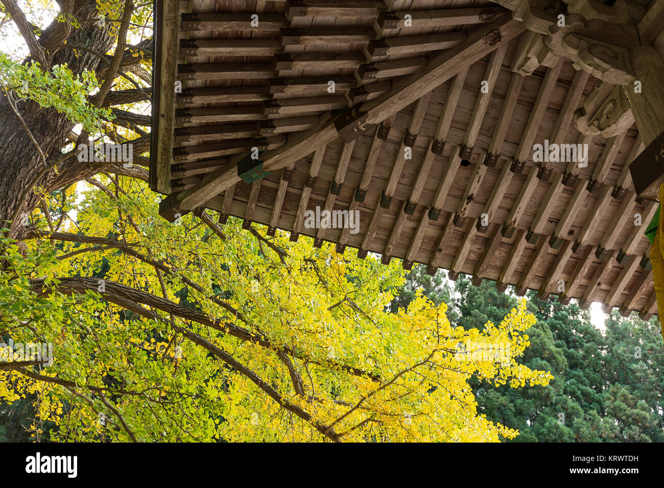 Japanese temple and tree Stock Photo - Alamy