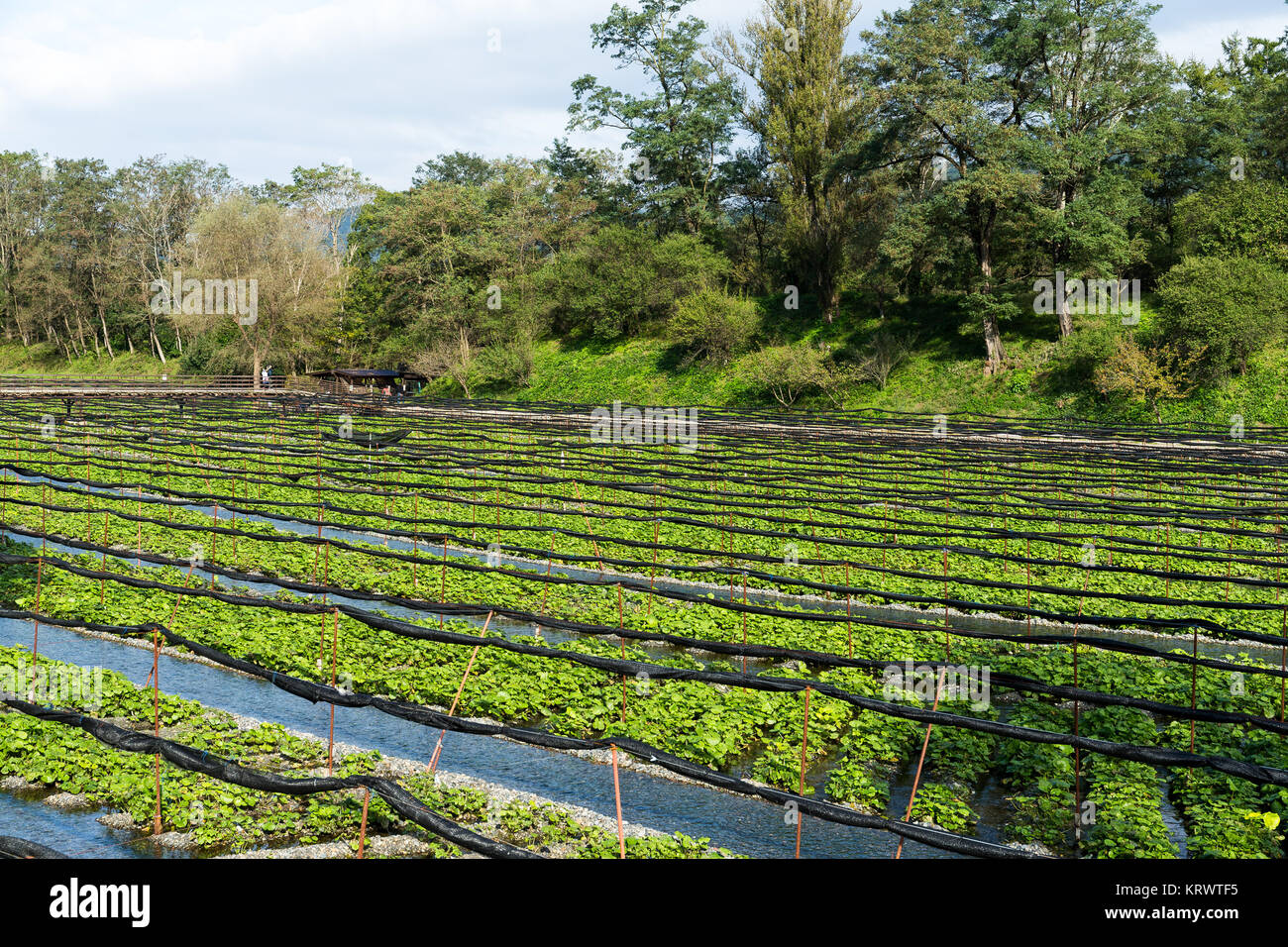 Wasabi farming hi-res stock photography and images - Alamy