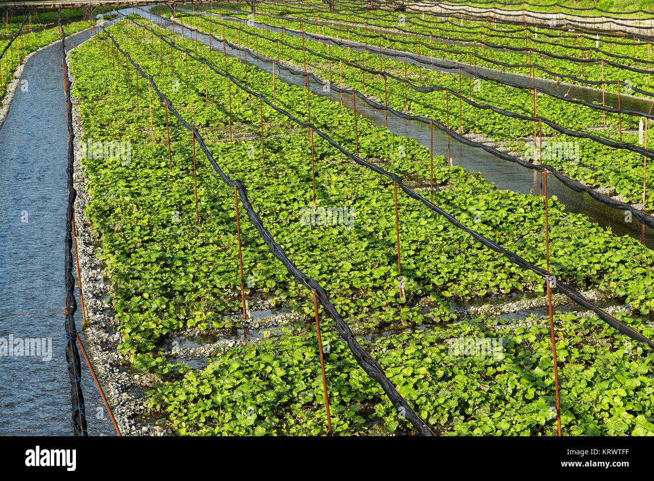 Farming wasabi hi-res stock photography and images - Alamy