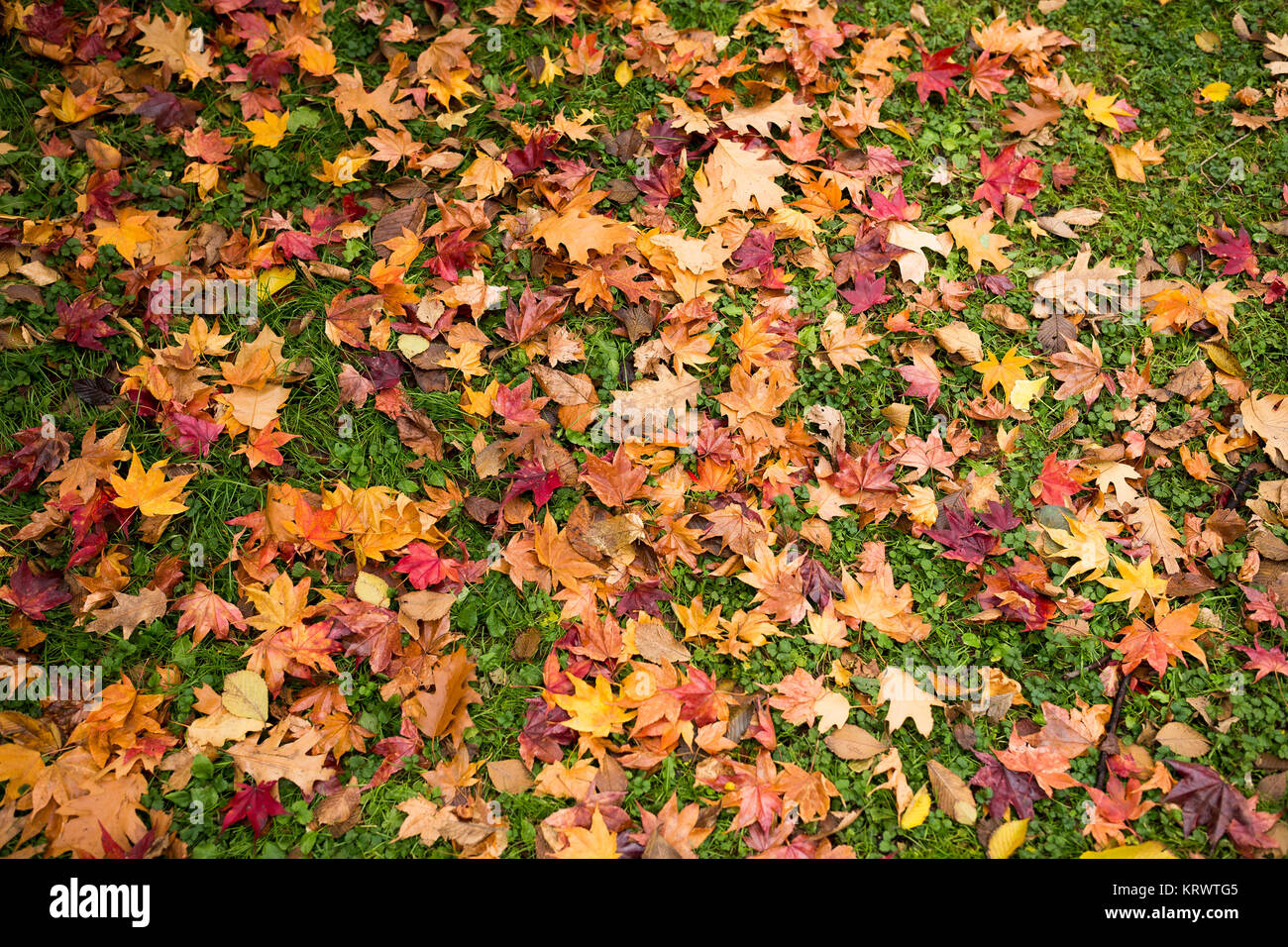 Colorful autumn leaves Stock Photo - Alamy