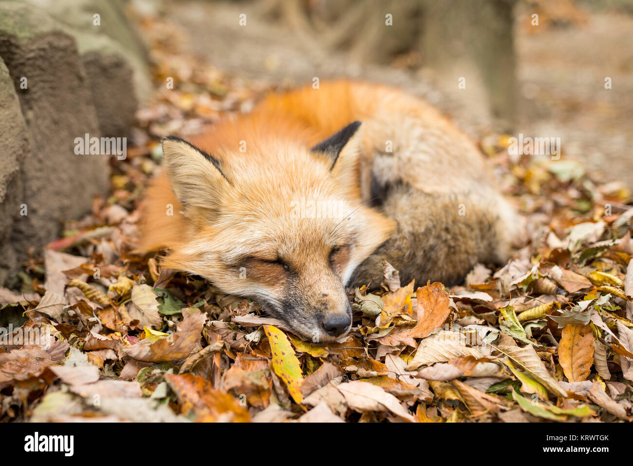 Fox sleeping on leaves Stock Photo - Alamy