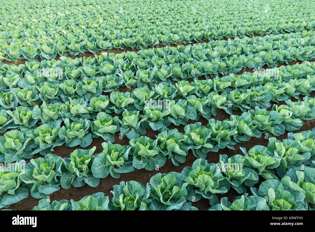 Green vegetable farm Stock Photo - Alamy