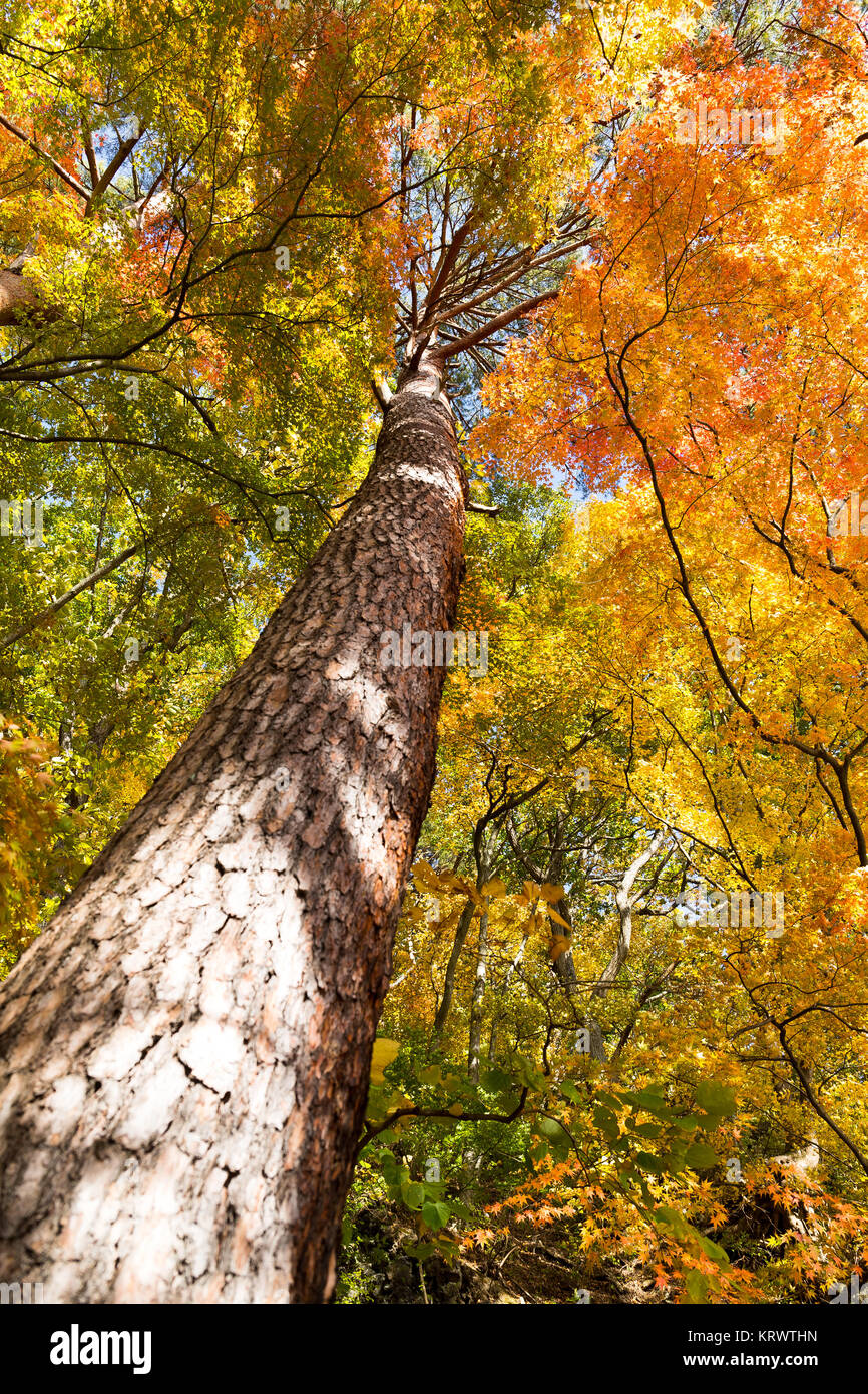 Maple tree in Autumn Stock Photo - Alamy