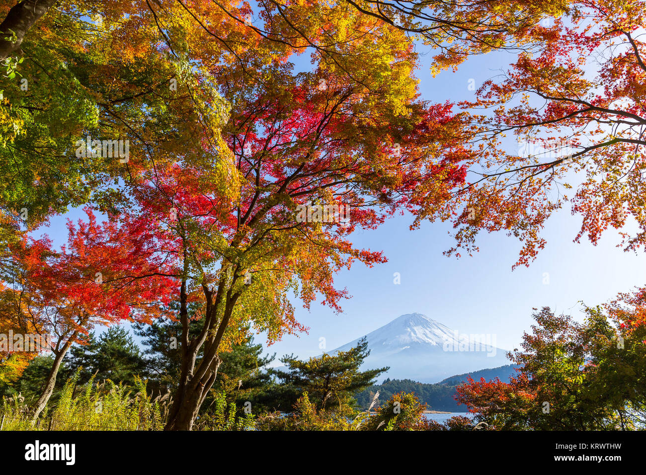 Fujisan in autumn Stock Photo - Alamy