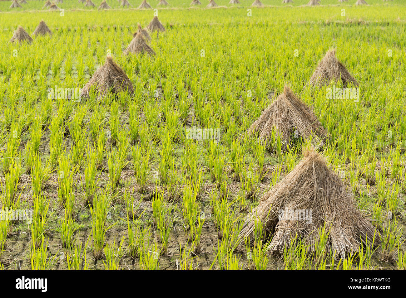 Paddy Rice field Stock Photo - Alamy