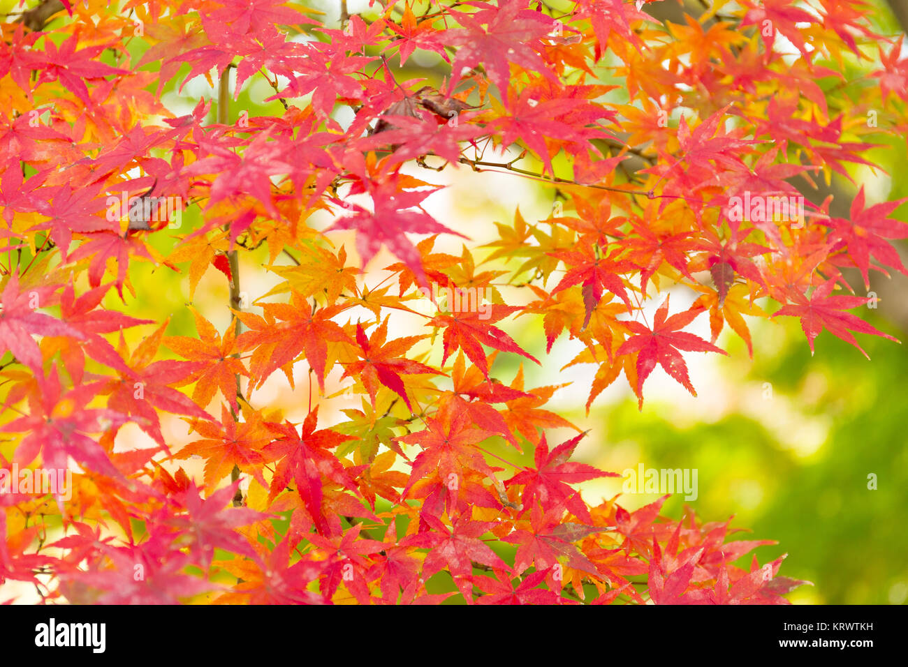 Red maple in Japan Stock Photo - Alamy
