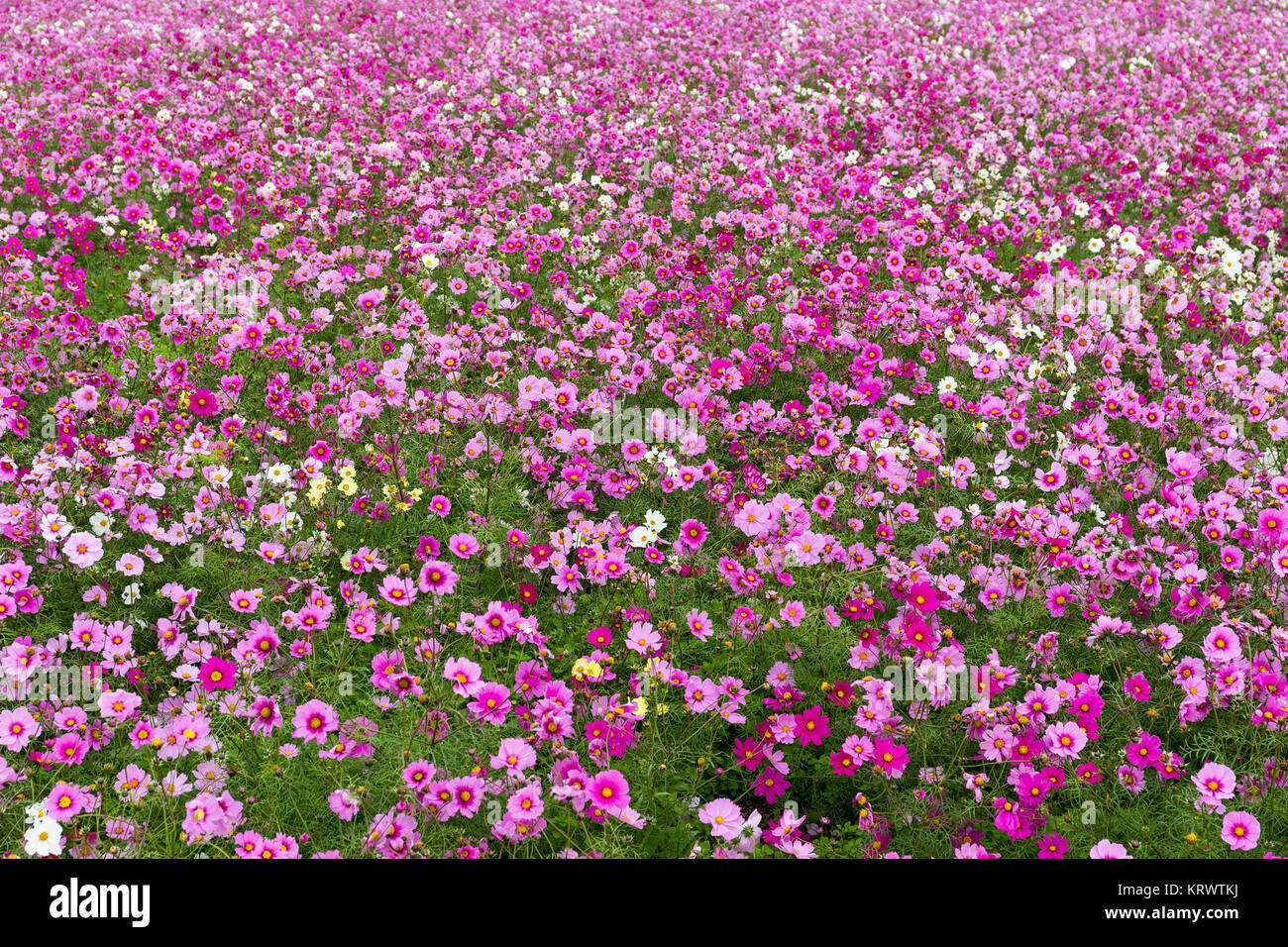 Flower Cosmos field Stock Photo - Alamy