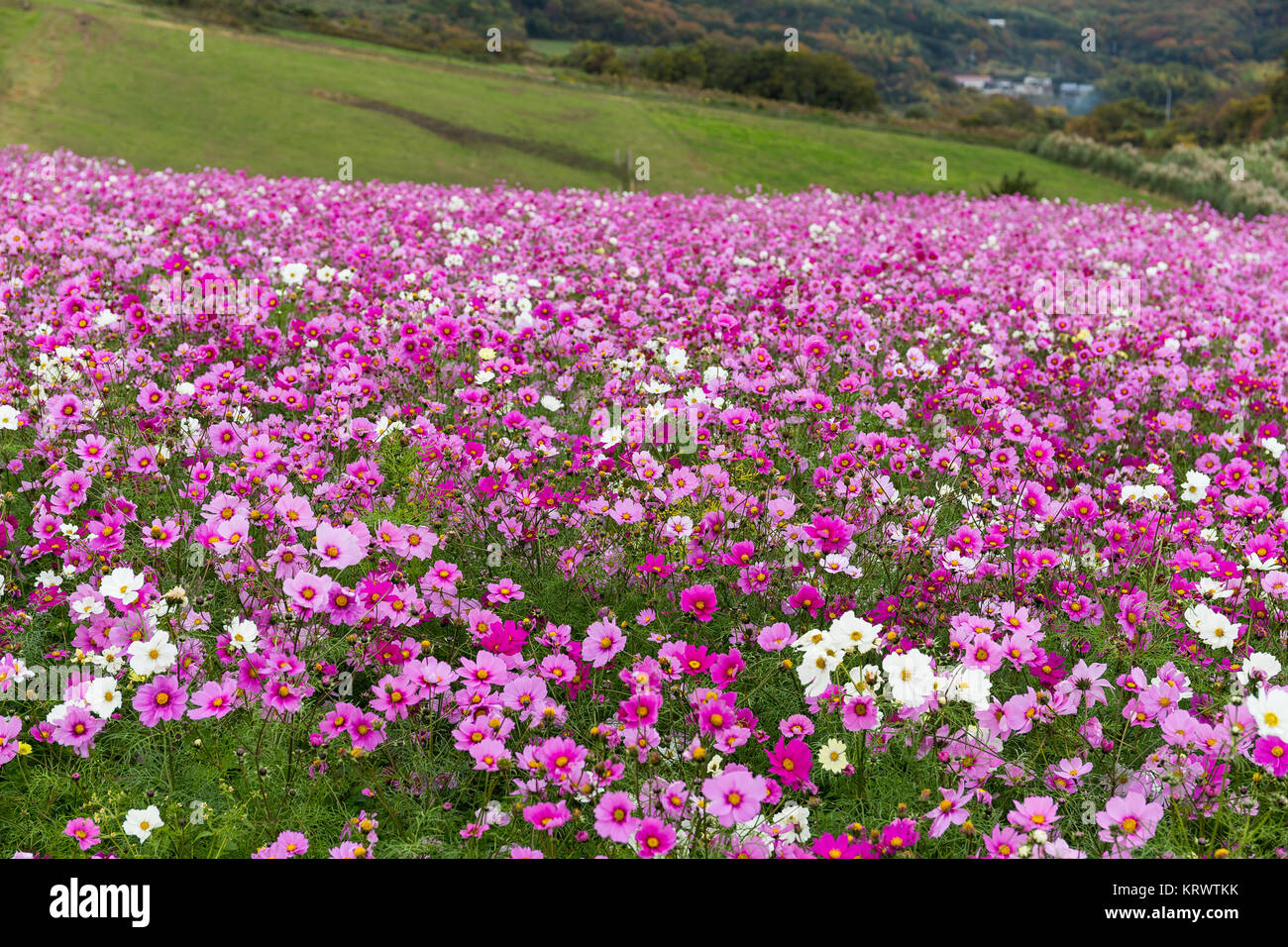 Cosmos field Stock Photo - Alamy