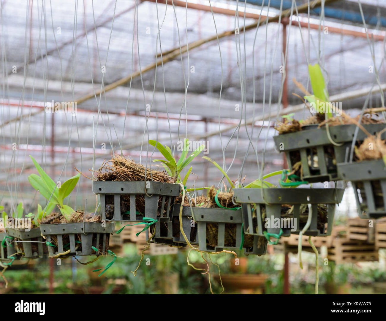 Orchid plants in a nursery Stock Photo - Alamy