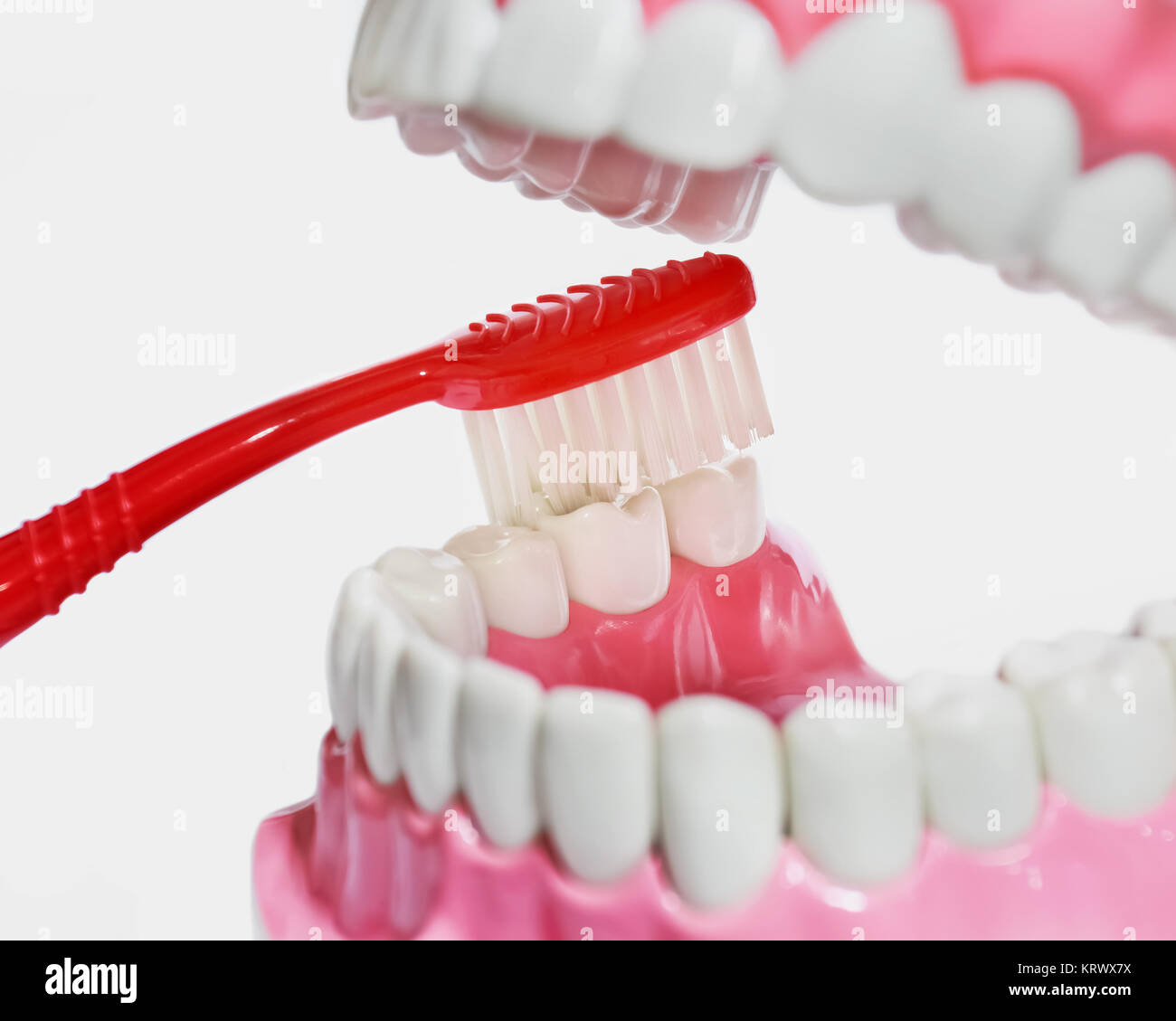 Closeup of plastic teeth and gum model and toothbrush Stock Photo - Alamy