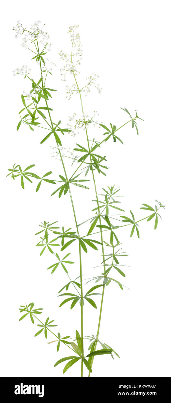 Genus galium hi-res stock photography and images - Alamy