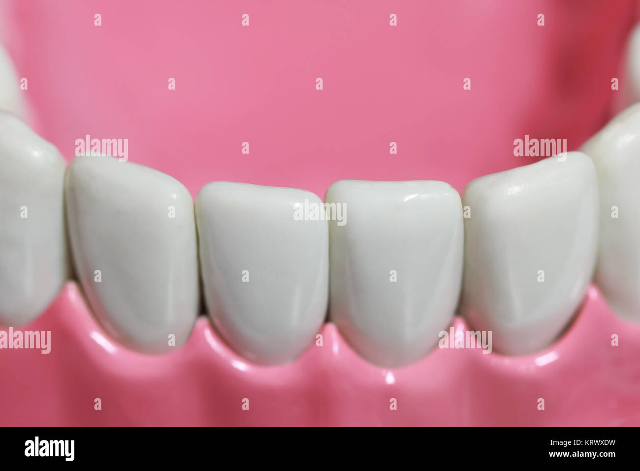 Closeup of plastic teeth and gum model Stock Photo - Alamy