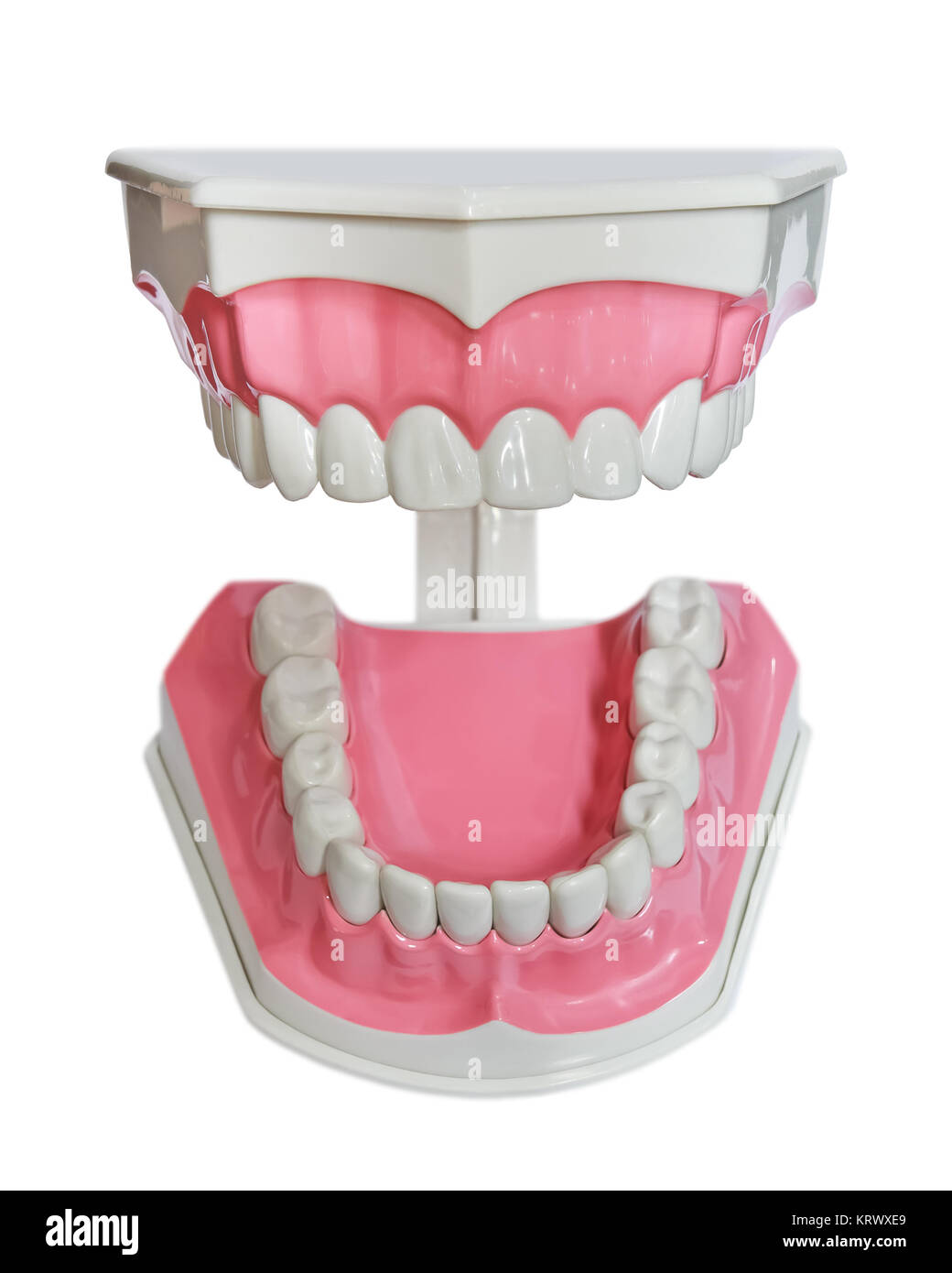 Closeup of plastic teeth and gum model Stock Photo - Alamy