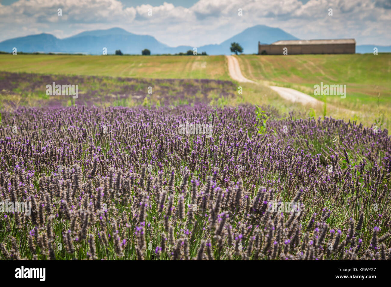 Lavender fields near Valensole in Provence, France. Rows of purple ...