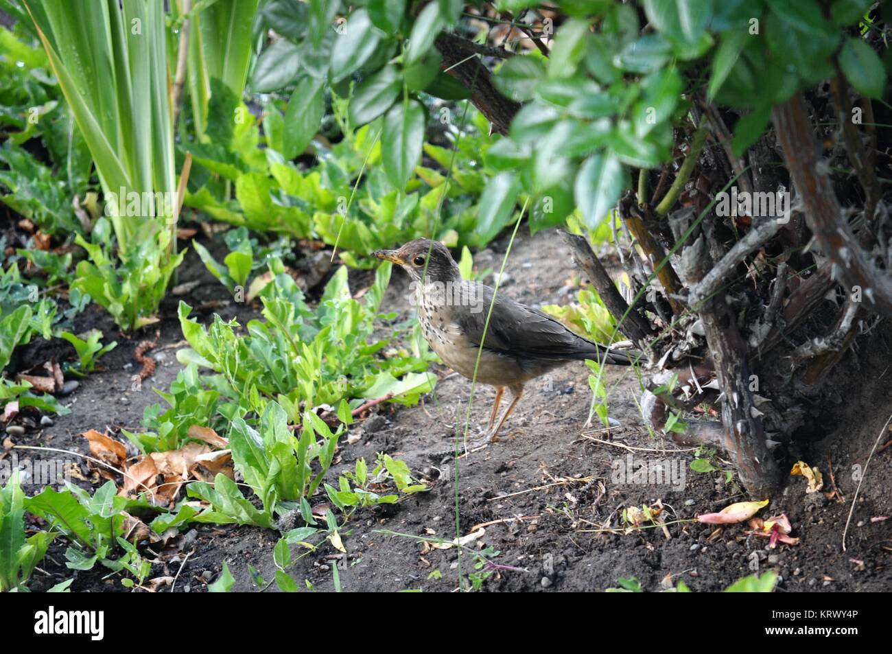 Calandra lark bird Stock Photo - Alamy