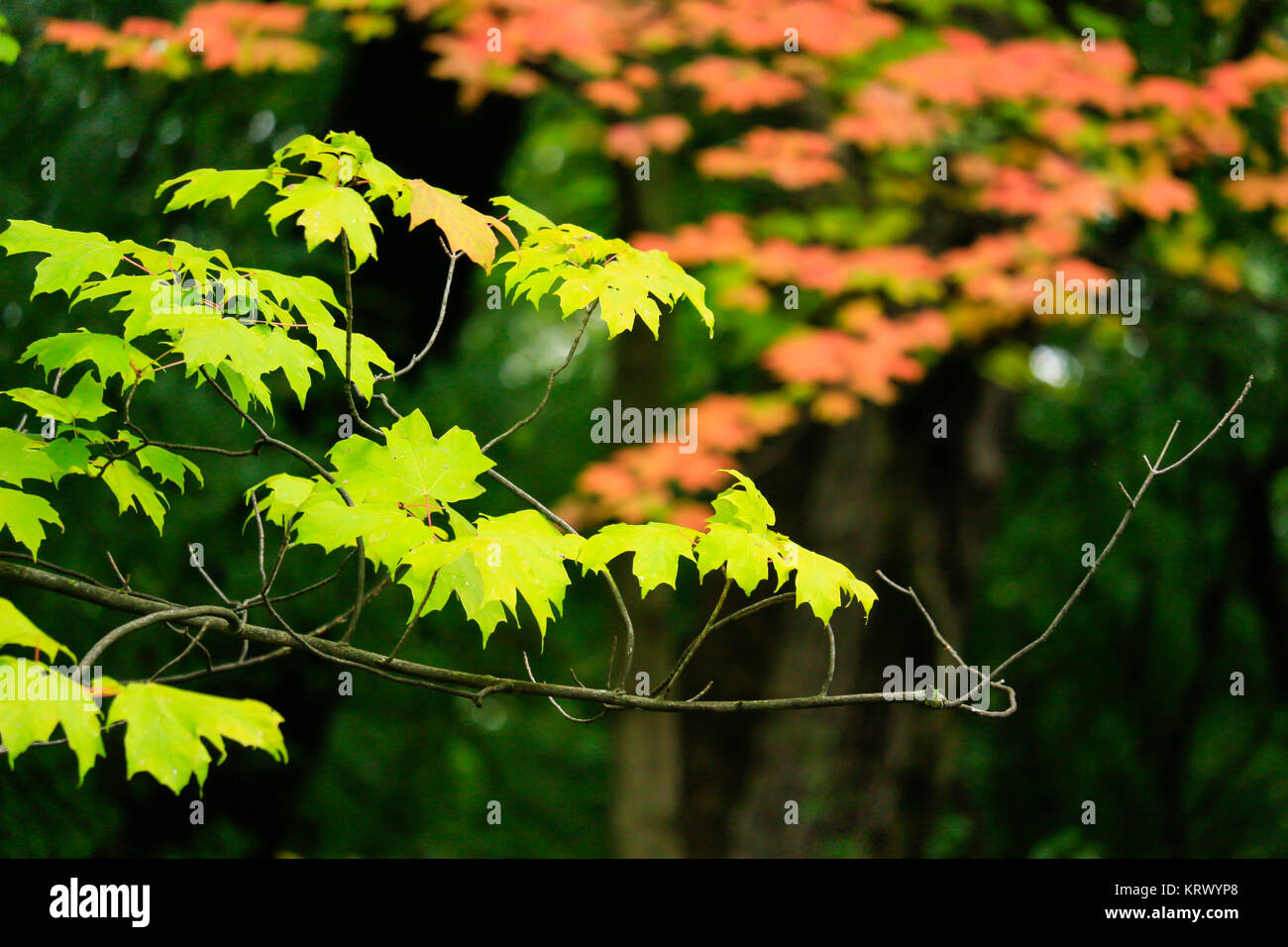 Maple leaves in autumn Stock Photo - Alamy