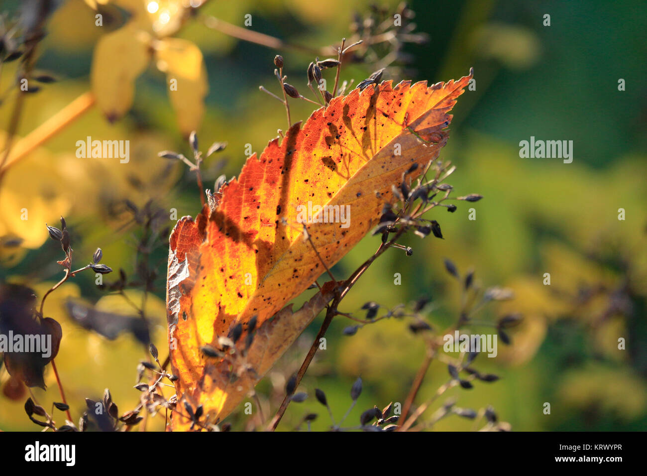 Backlit autumn leaf Stock Photo - Alamy