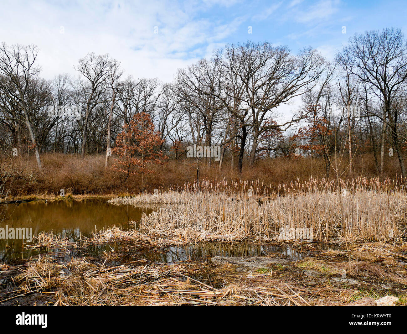 A marsh on a snowless winter day Stock Photo - Alamy