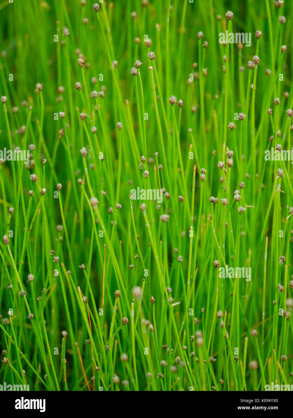 Spikerush High Resolution Stock Photography and Images - Alamy