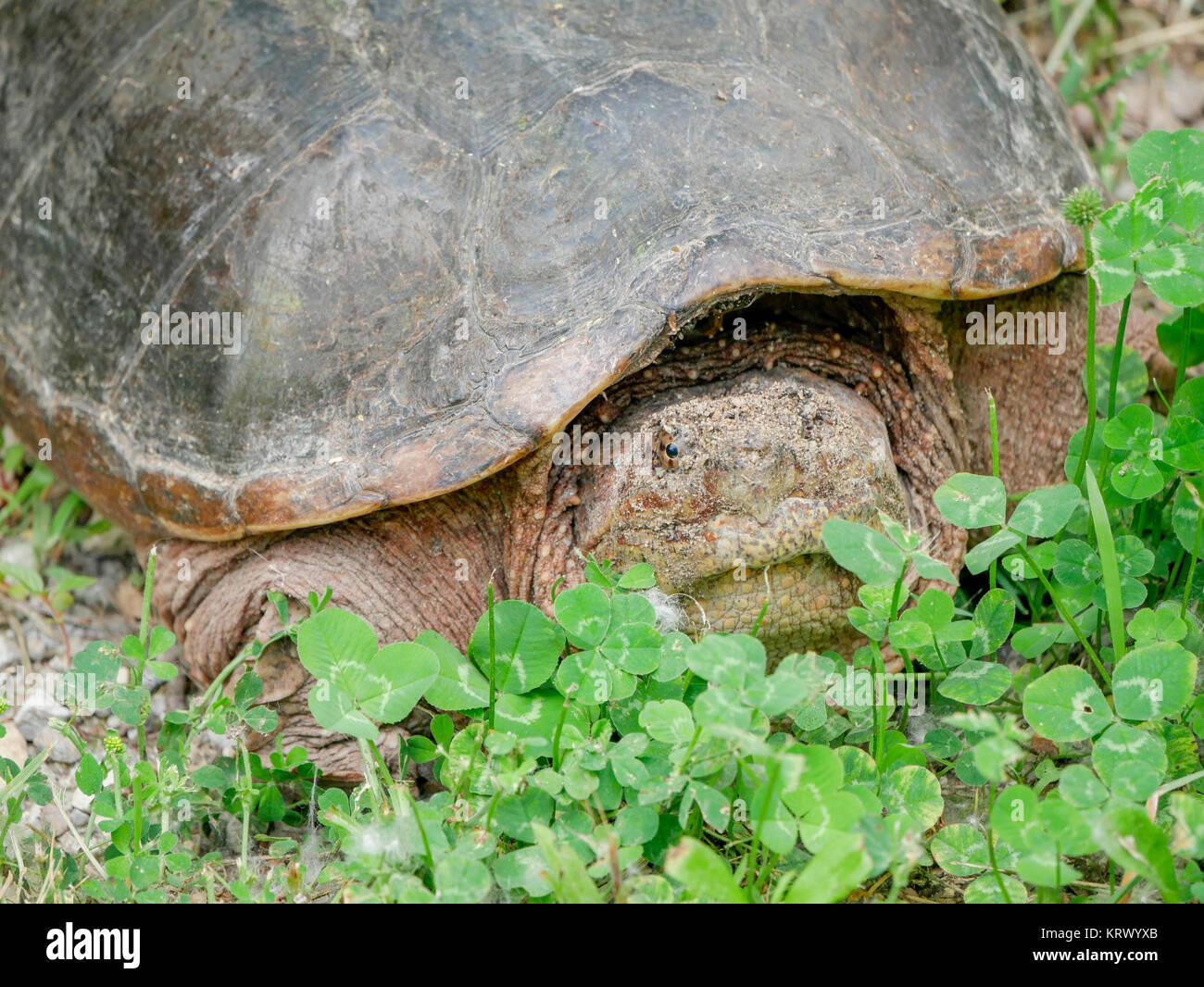 Snapping turtle, Cook County, Illinois Stock Photo - Alamy