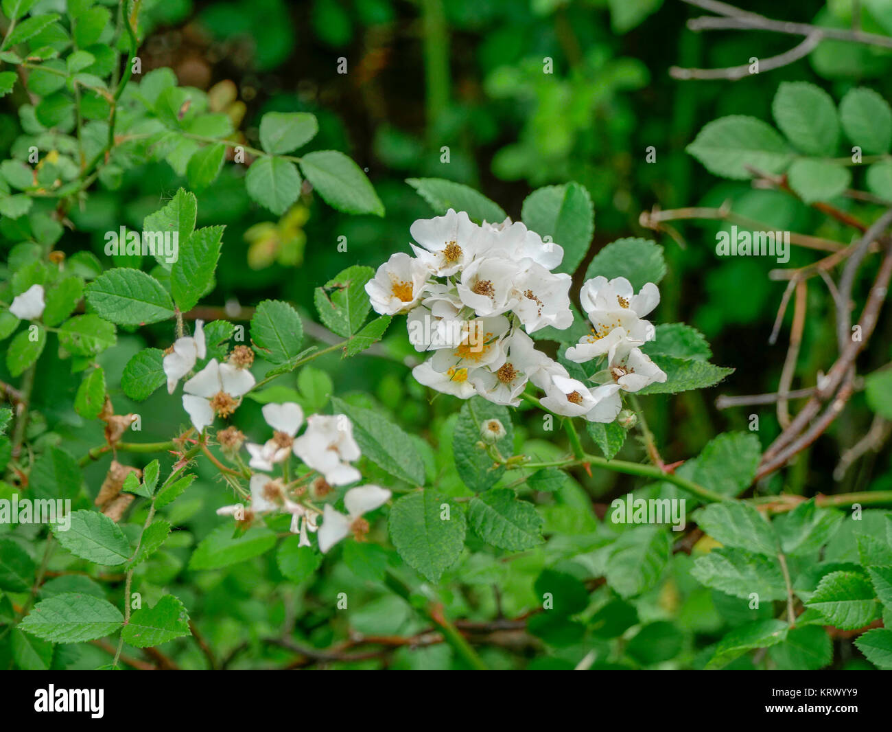 Rosa multiflora flower hi-res stock photography and images - Alamy