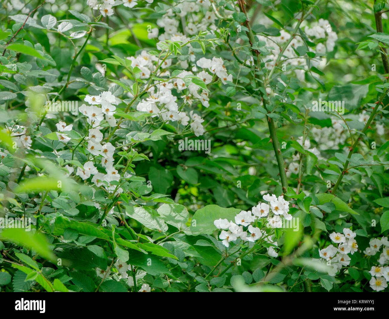 Rosa multiflora flower hi-res stock photography and images - Alamy