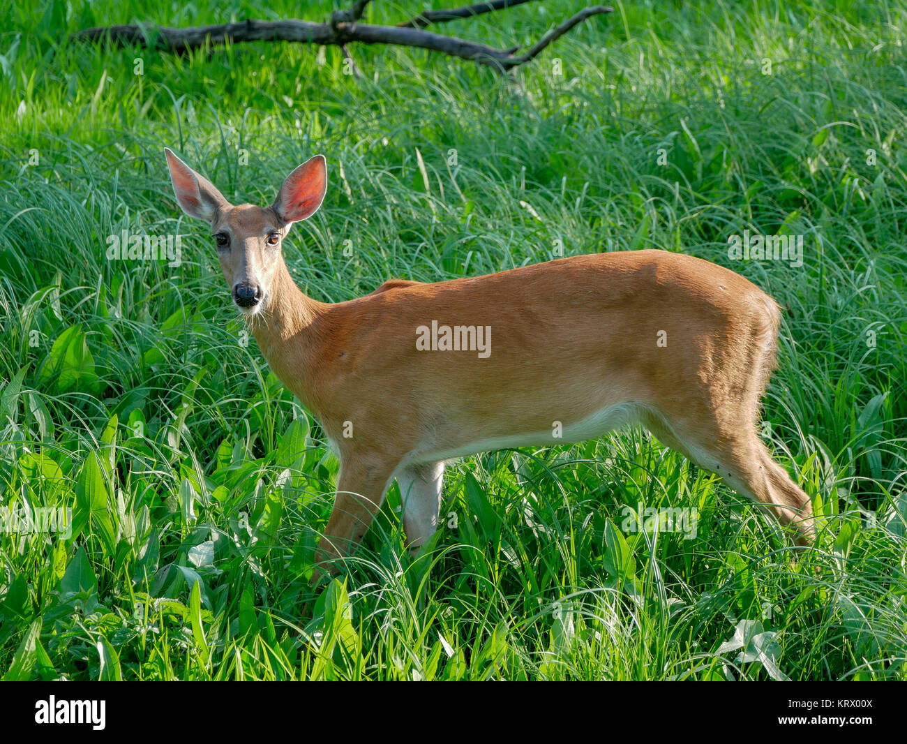 White-tailed deer doe. Cook County, Illinois Stock Photo - Alamy