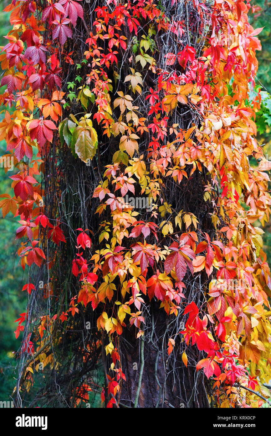 Climbing plant in autumn Stock Photo - Alamy