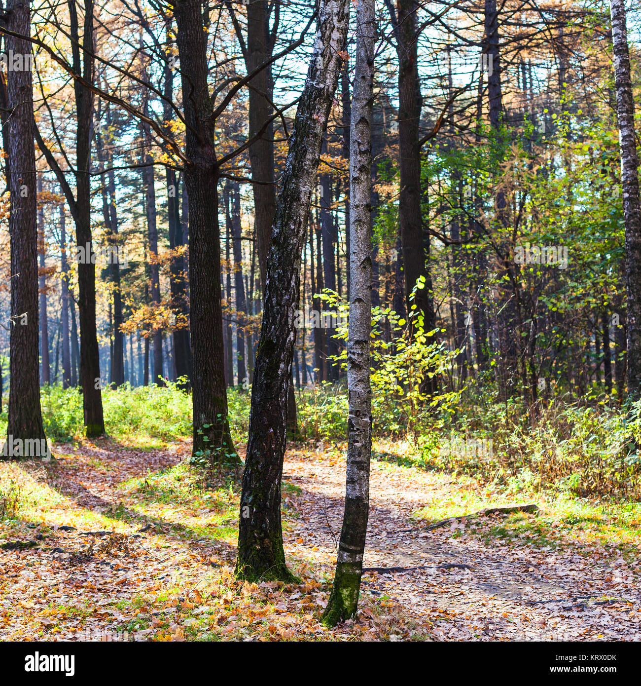 tree trunks and leaf litter in urban park Stock Photo - Alamy