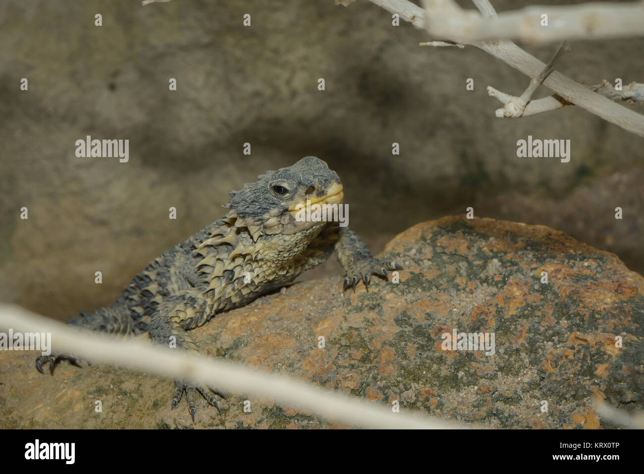 iguana on a rock Stock Photo - Alamy