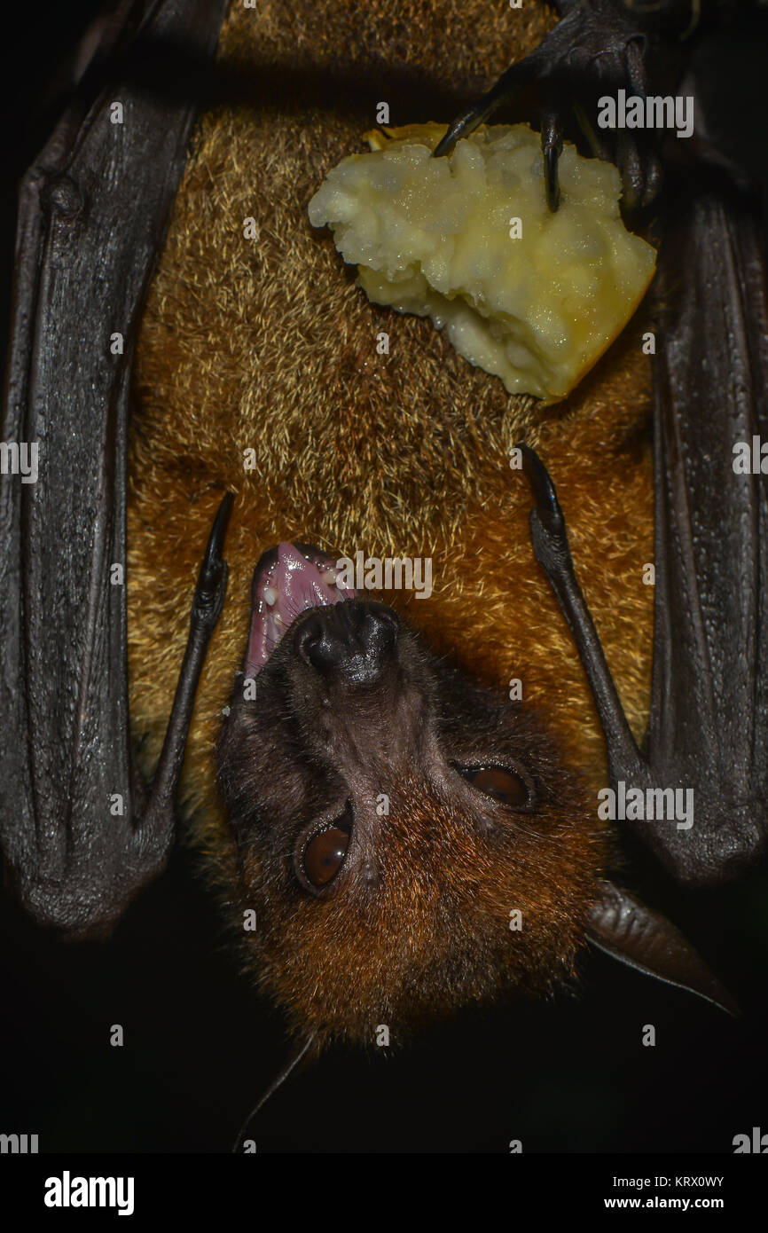 flying fox eating Stock Photo - Alamy