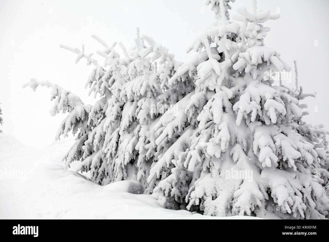 Christmas background with snowy fir trees Stock Photo - Alamy