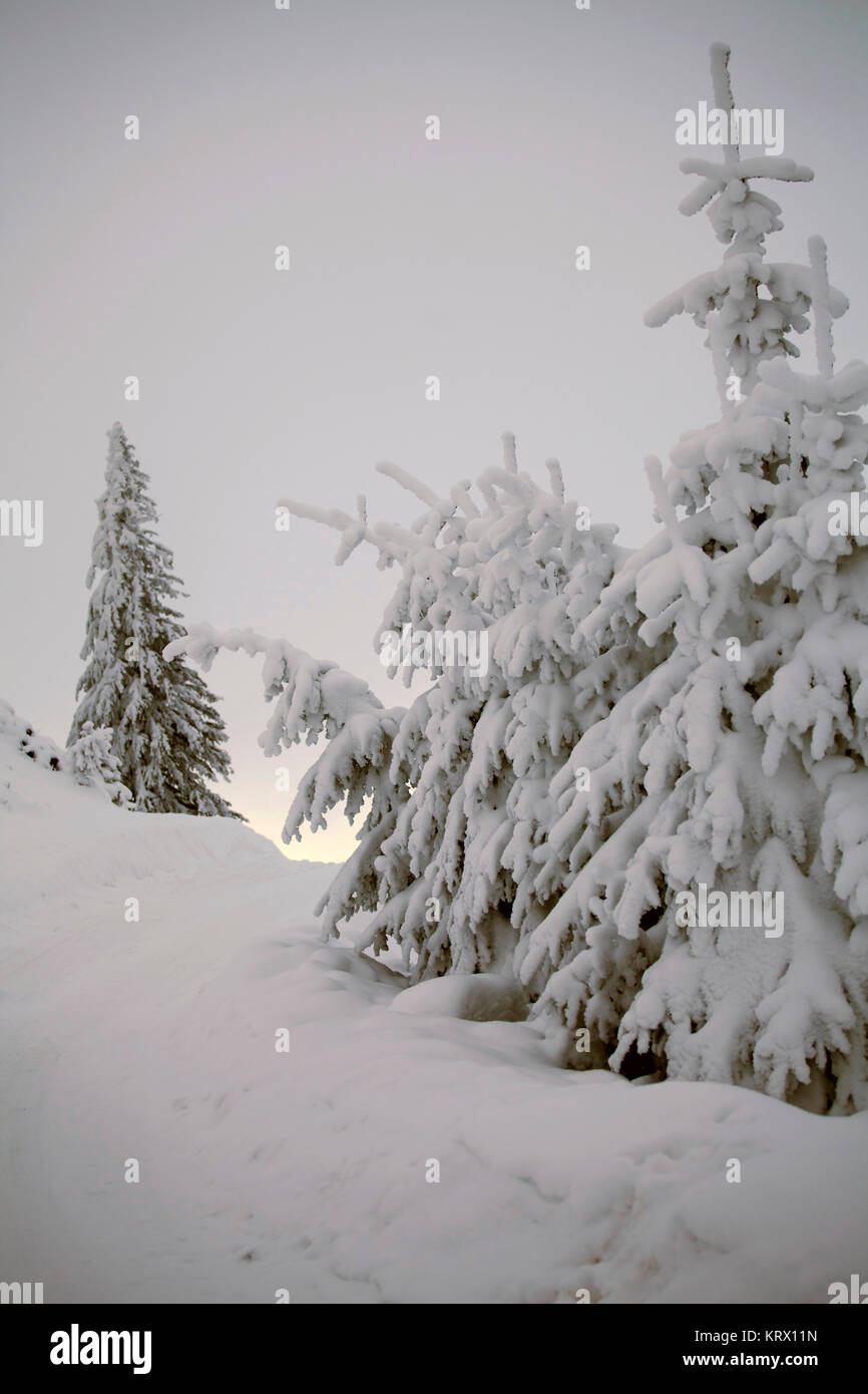 Christmas background with snowy fir trees Stock Photo - Alamy