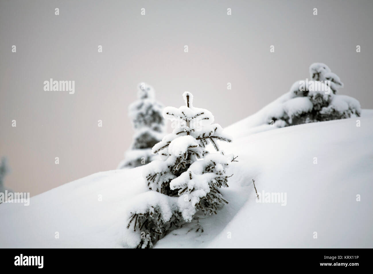 Christmas background with snowy fir trees Stock Photo - Alamy