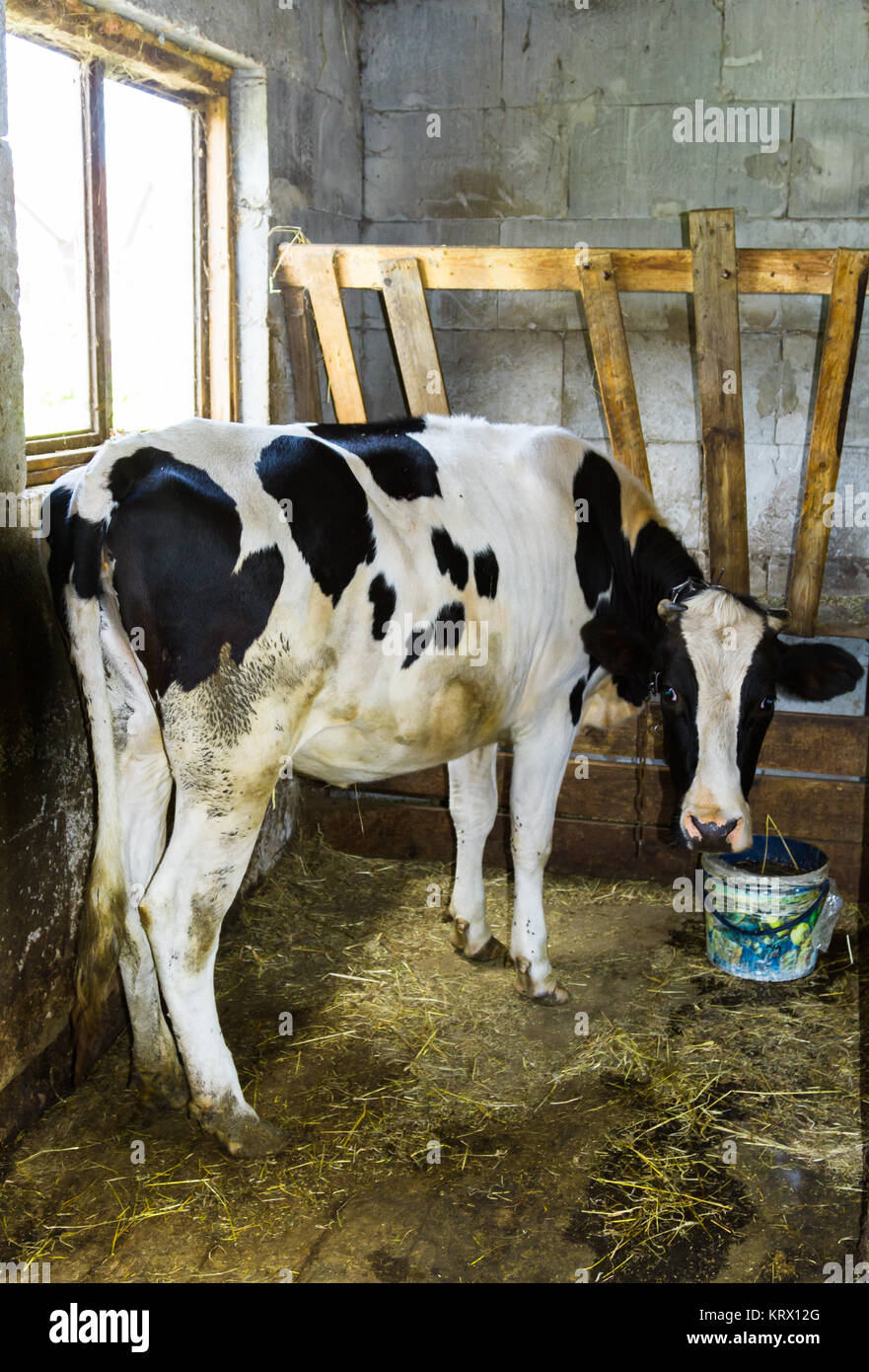 the cow in the steel Stock Photo - Alamy