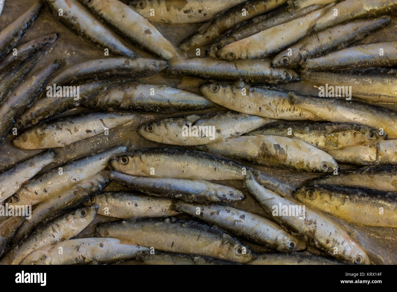 Fresh sardine seafood Stock Photo - Alamy