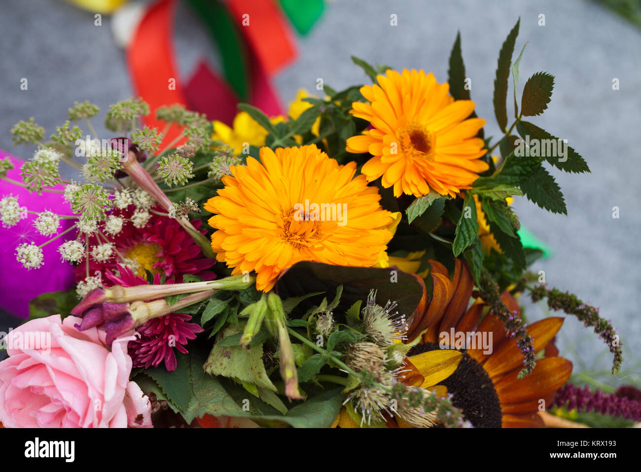 Beautiful yellow dill flowers hi-res stock photography and images - Alamy