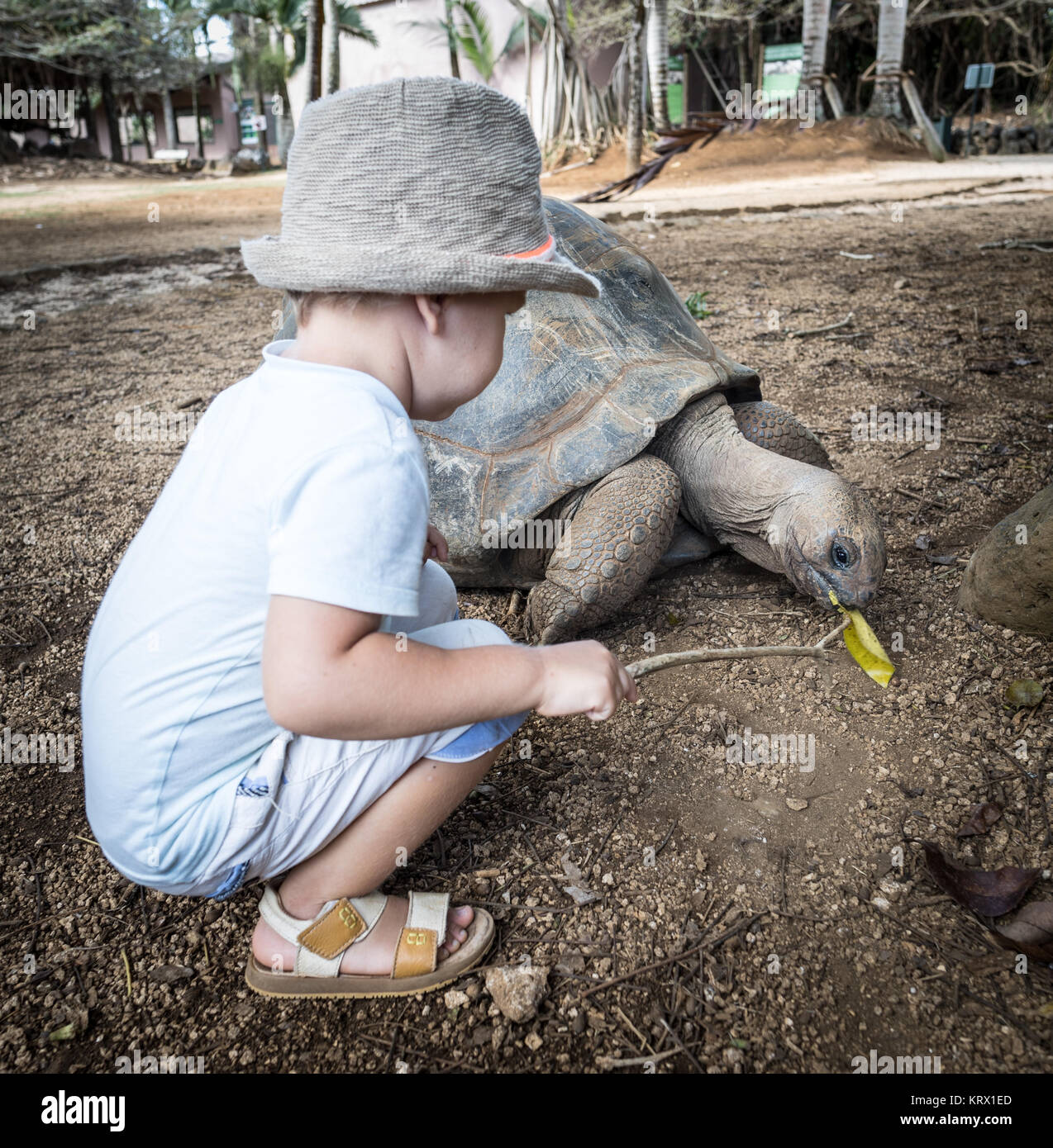 Aldabra giant tortoise feeding Stock Photo - Alamy