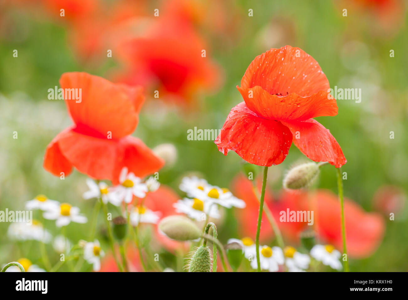Mohnblumen bluten hi-res stock photography and images - Alamy