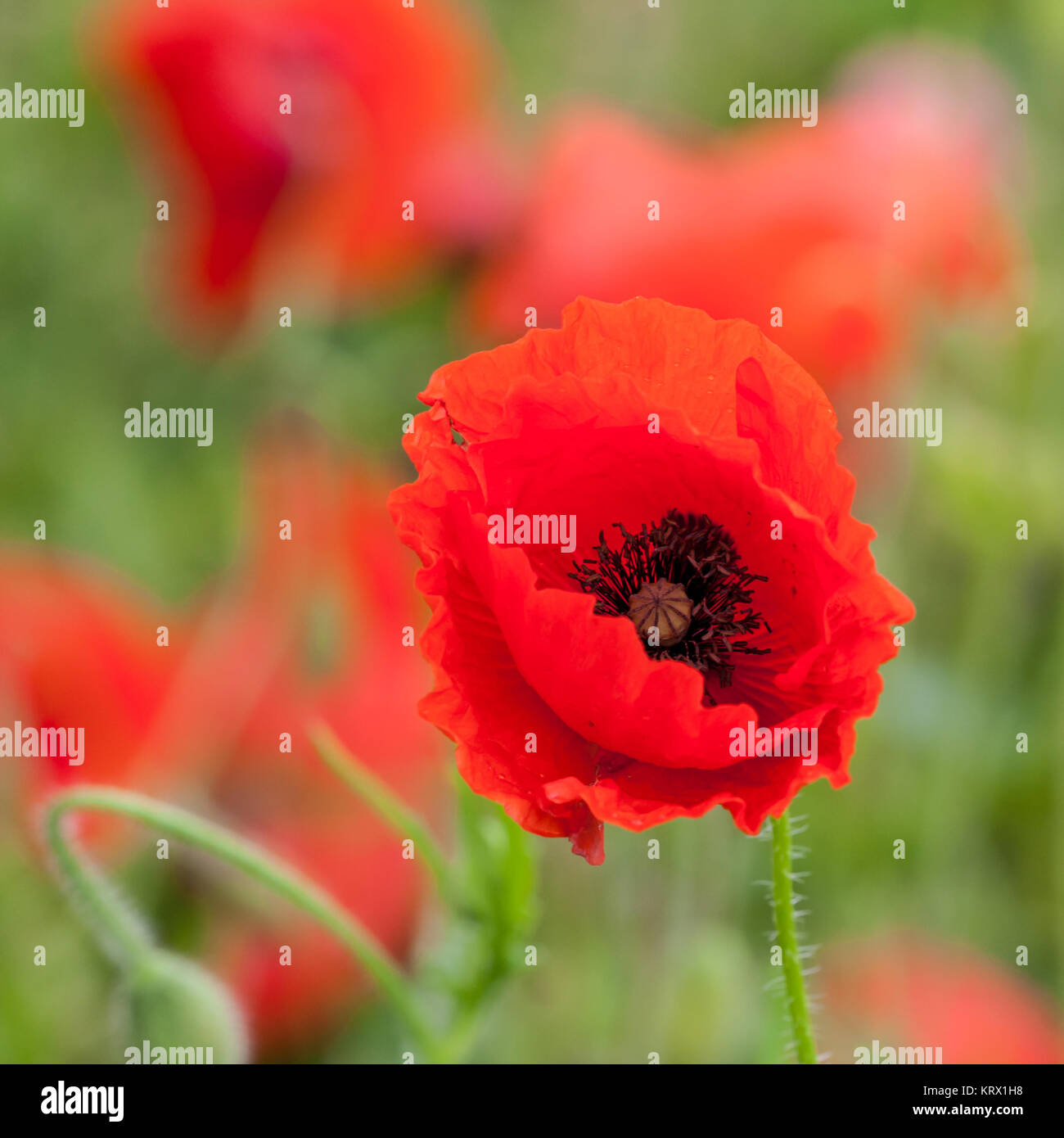 Mohnblumen bluten hi-res stock photography and images - Alamy