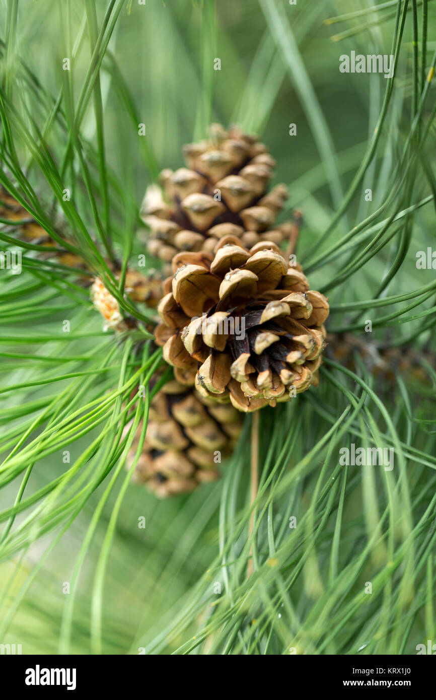 Lives in conifer forest hi-res stock photography and images - Alamy