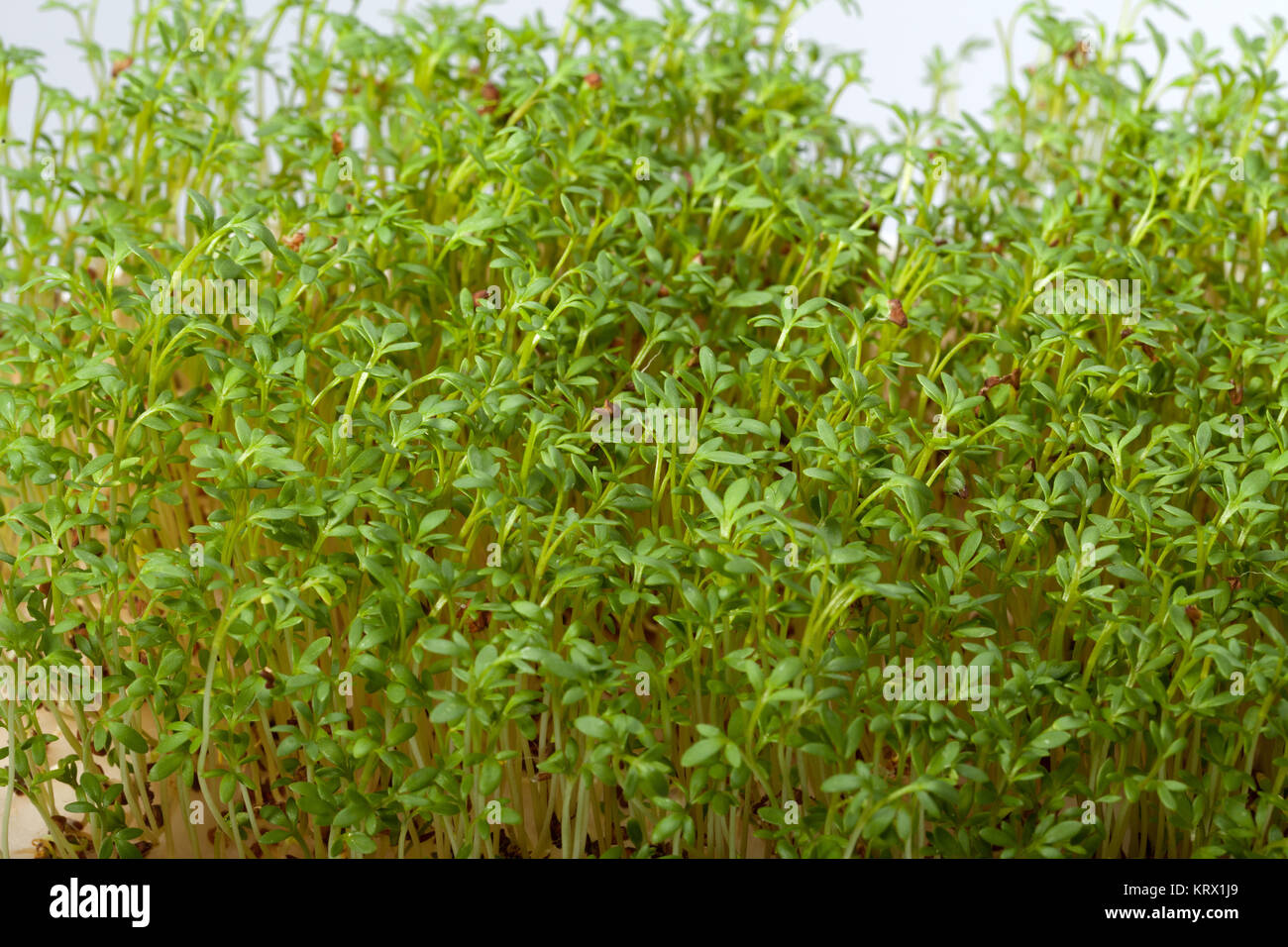 Cress seedlings isolated on white background Stock Photo - Alamy