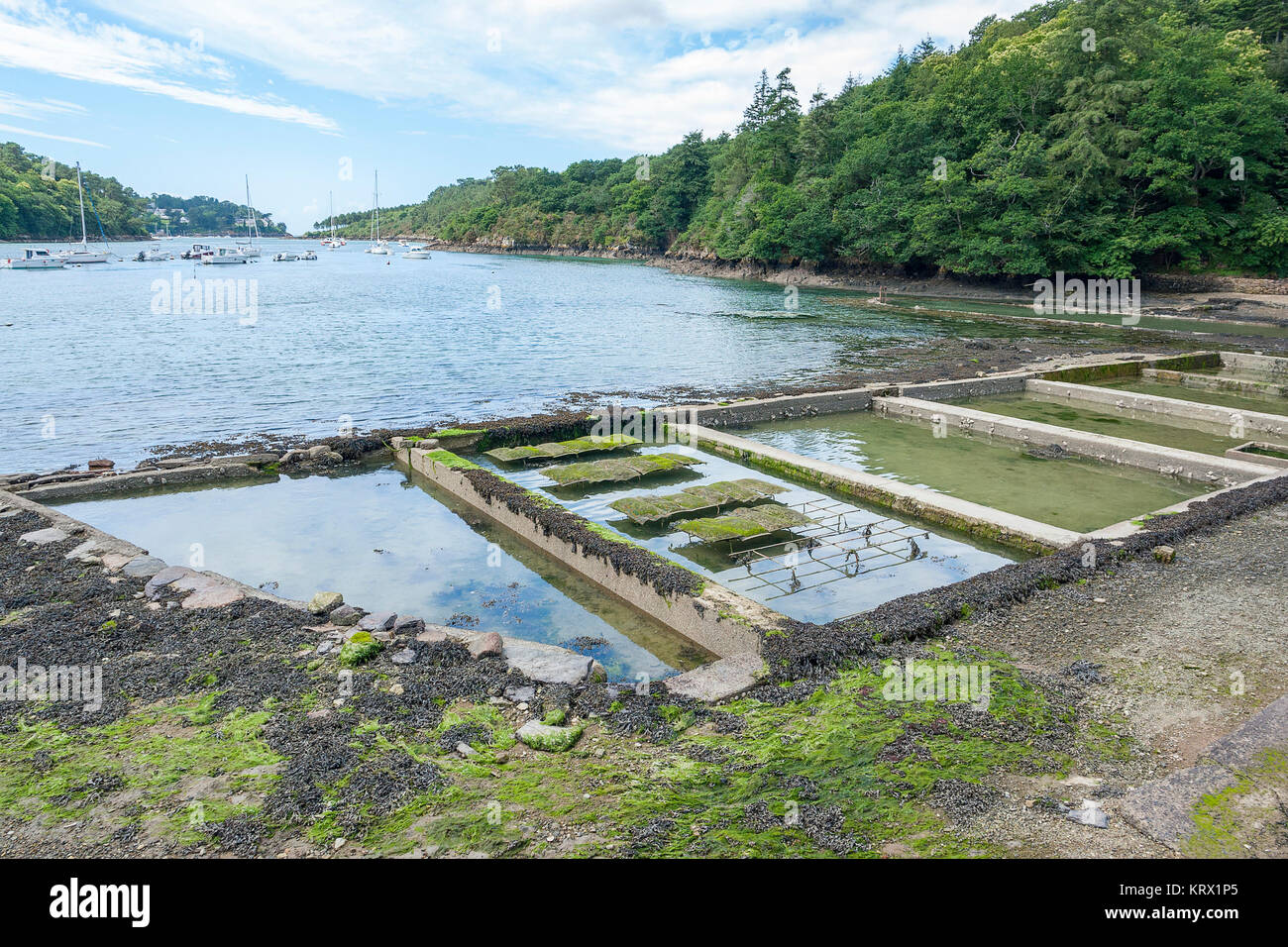 coastal scenery at the Belon River in Brittany, France Stock Photo - Alamy