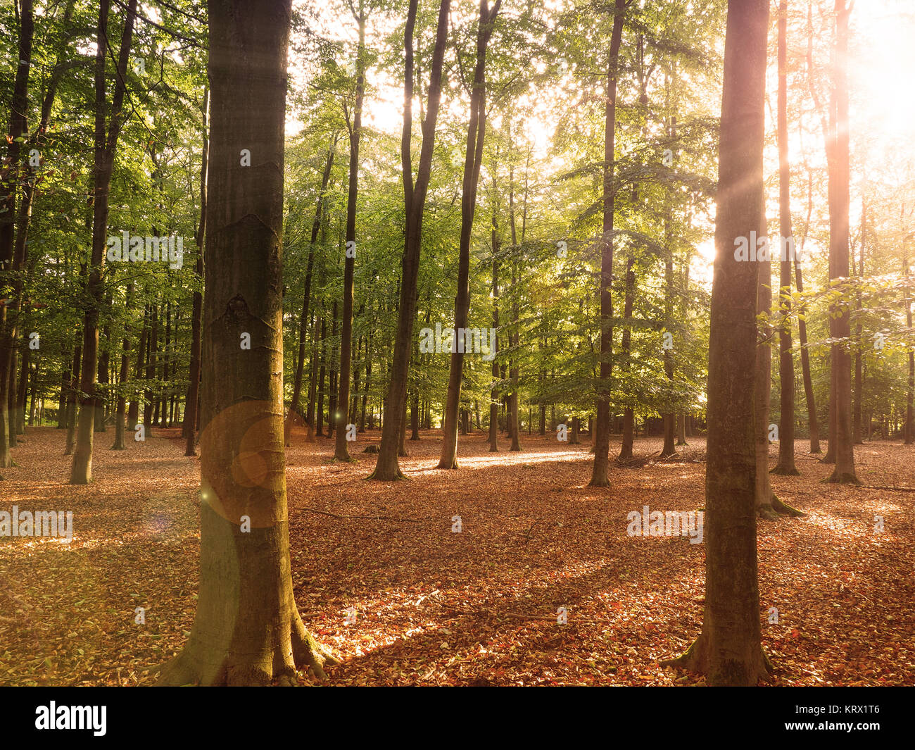 Beautiful beech forest with sun beam using as natural background Stock ...