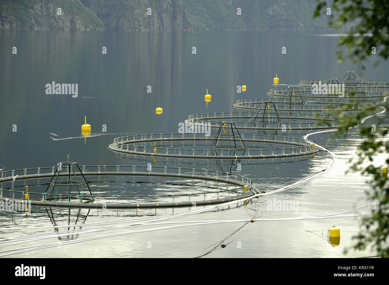 fish farming in the fjord Stock Photo - Alamy
