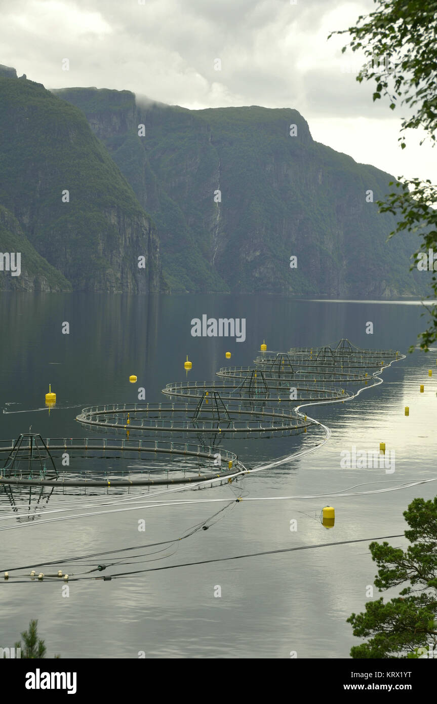 fish farming in the fjord Stock Photo - Alamy