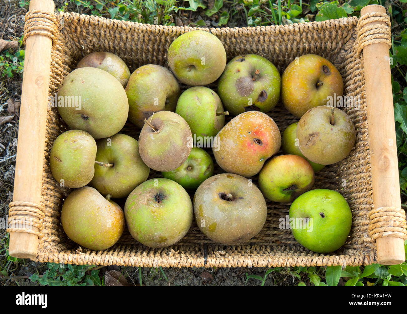 Small basket of apples in the garden Stock Photo - Alamy